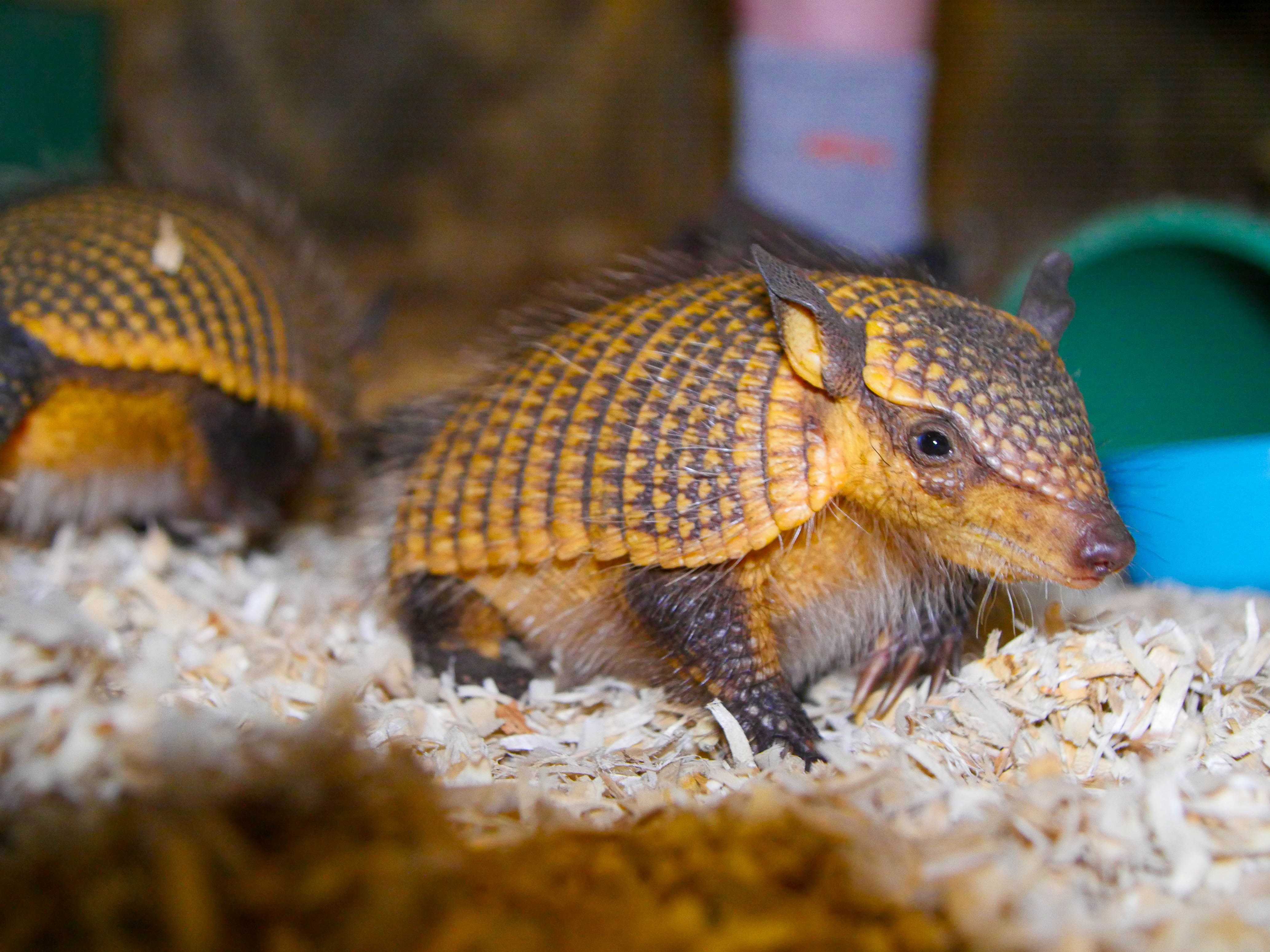 Audubon Zoo in New Orleans welcomes screaming hairy armadillo babies ...
