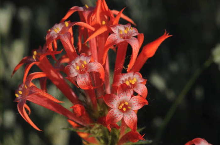 The best native plants for gardening in Denver - Axios Denver