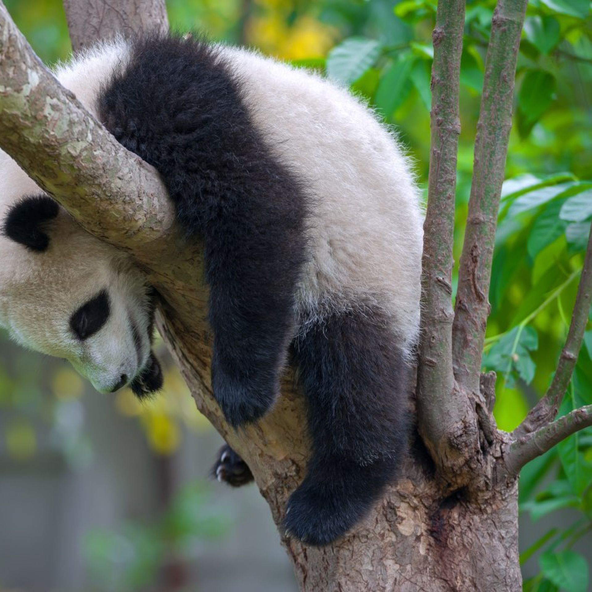 Smaller Species Panda