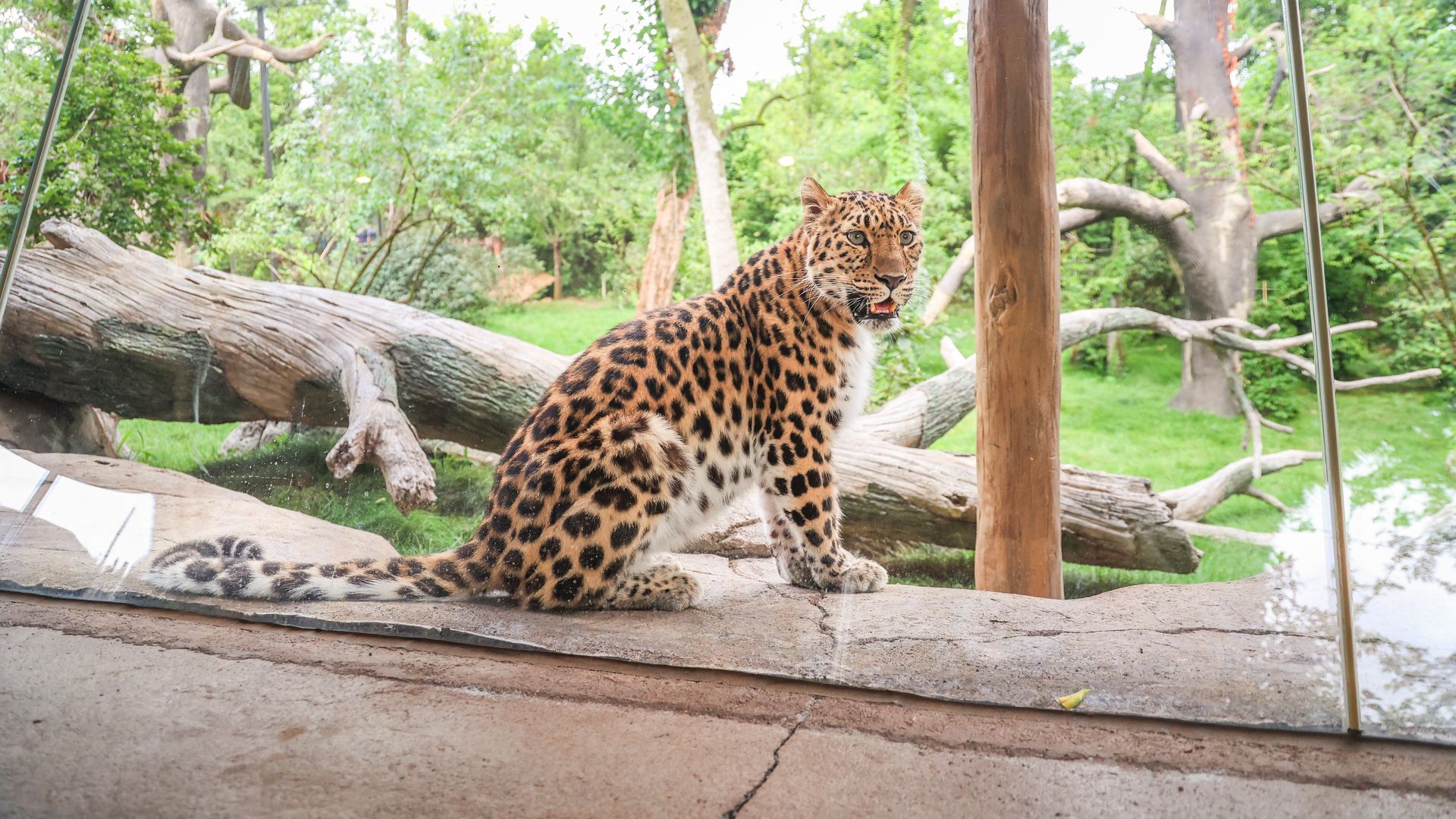 Nashville Zoo's Leopard Forest opens to visitors - Axios Nashville