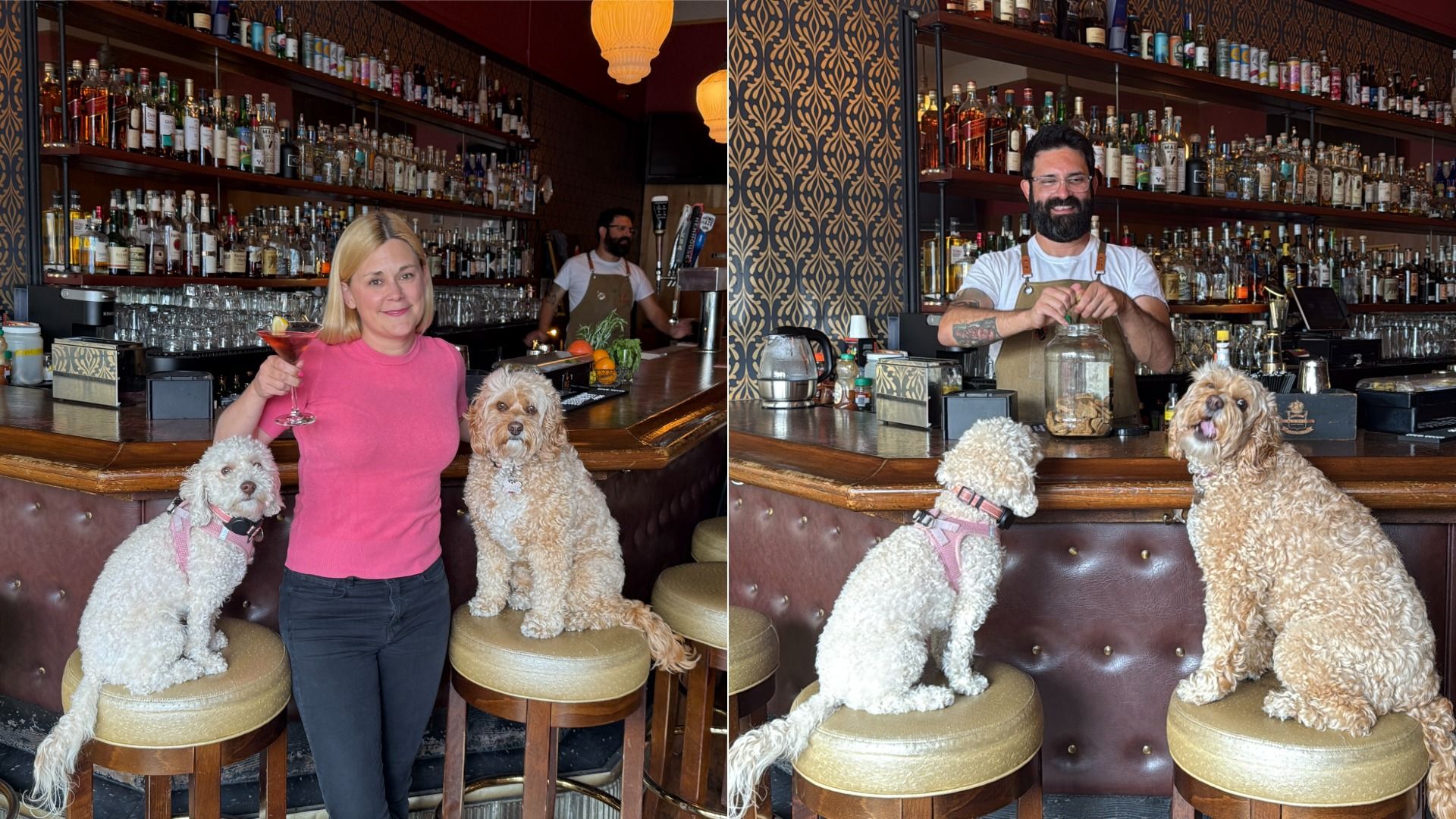 10 dog-friendly San Francisco bars - Axios San Francisco