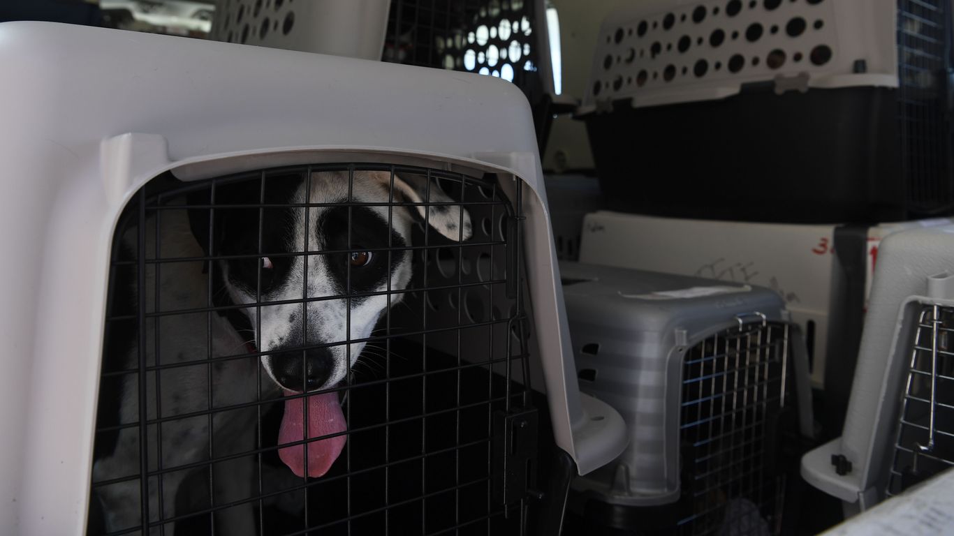 CDC halting imports of dogs from 113 countries due to rabies concerns
