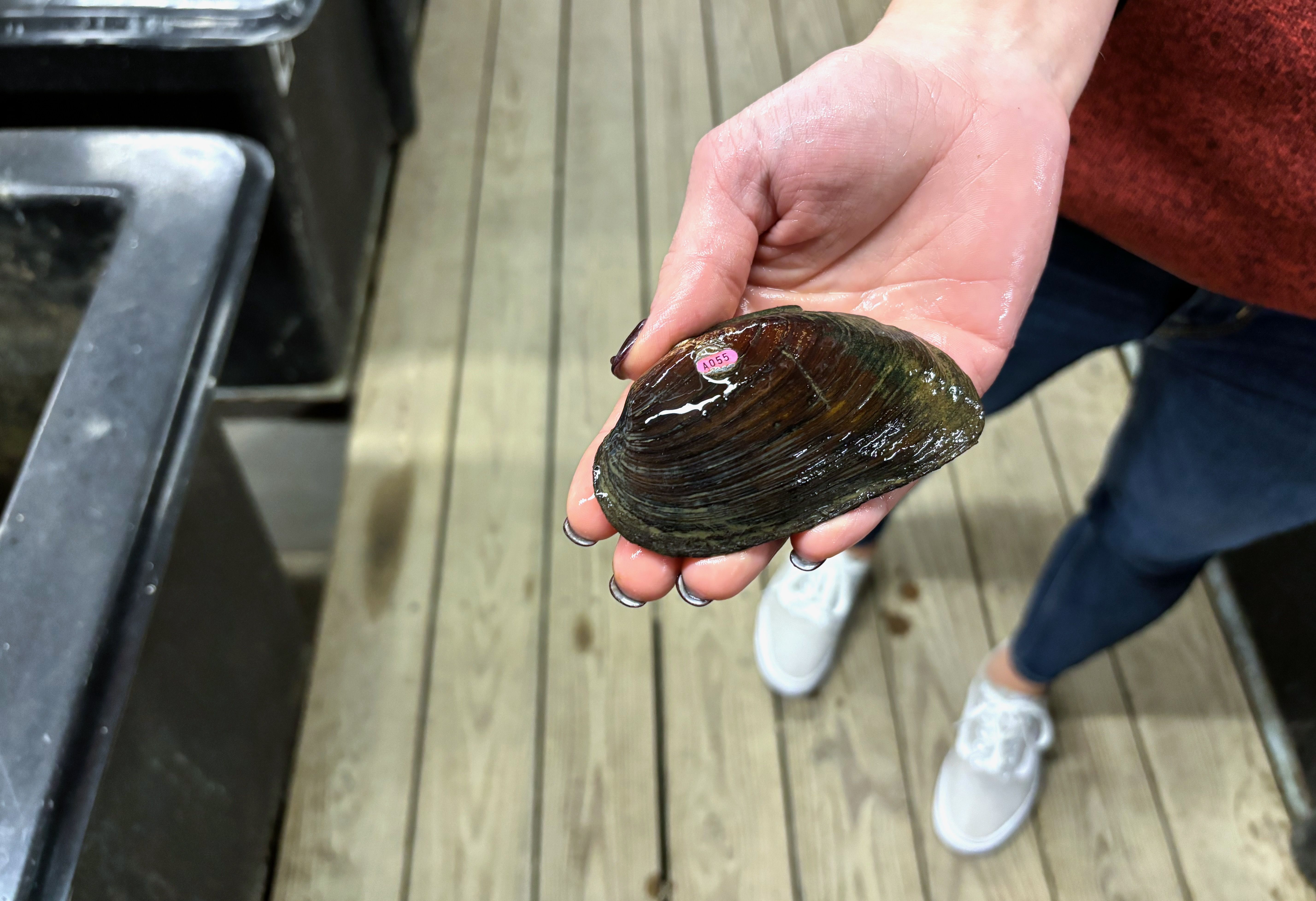 How Ohio is helping save freshwater mussels - Axios Columbus