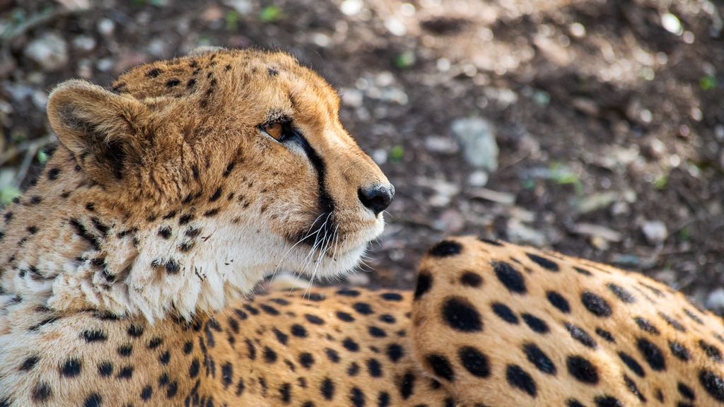 Cheetahs arrive at the Austin Zoo - Axios Austin