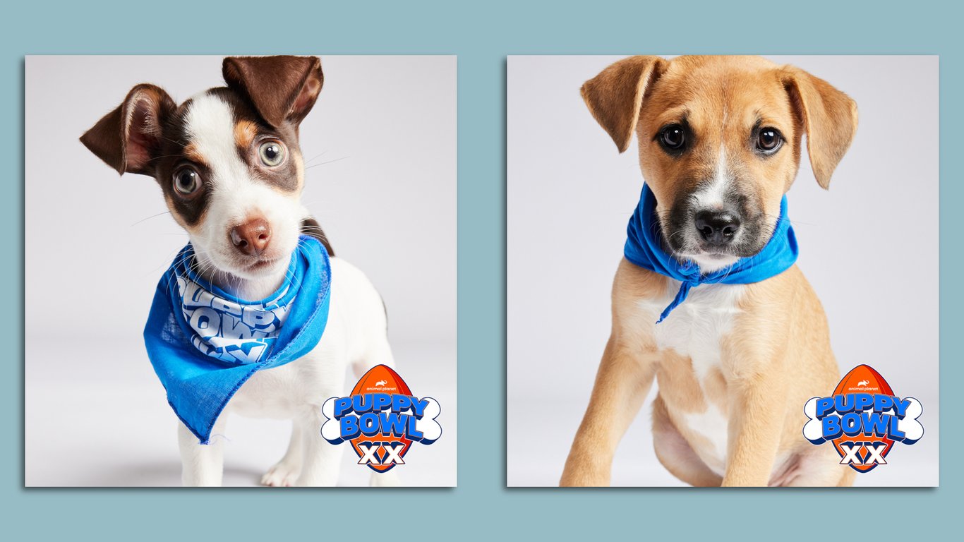 Puppy Bowl: Meet the dogs representing Miami - Axios Miami