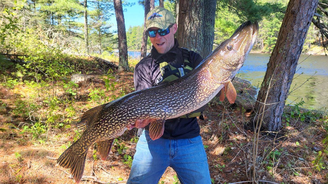 Why this huge northern pike will not set a Minnesota fishing record ...