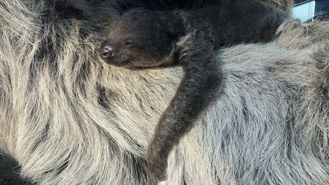 The Denver Zoo wants you to name its baby sloth - Axios Denver