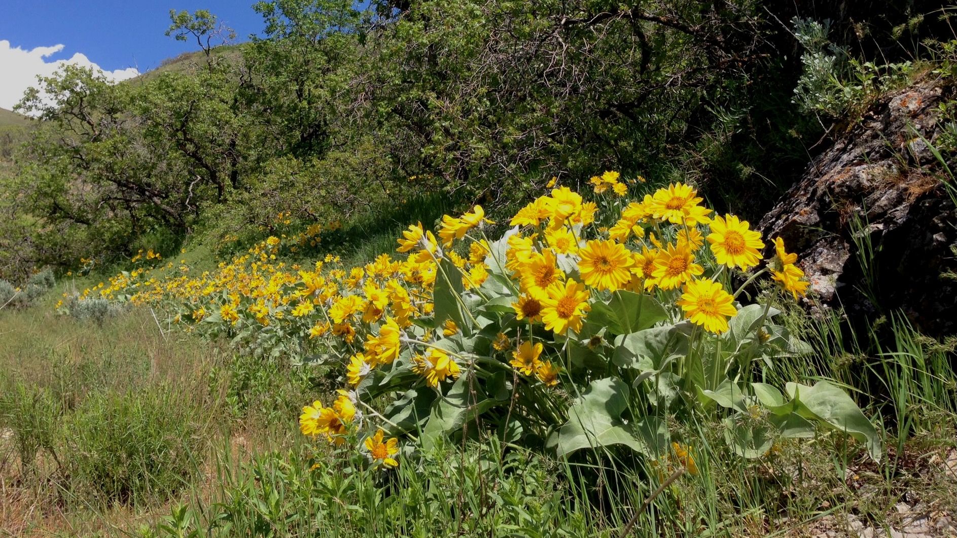 Best foothills hikes for Salt Lake City spring - Axios Salt Lake City