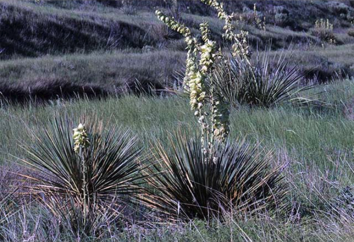 The best native plants for gardening in Denver - Axios Denver