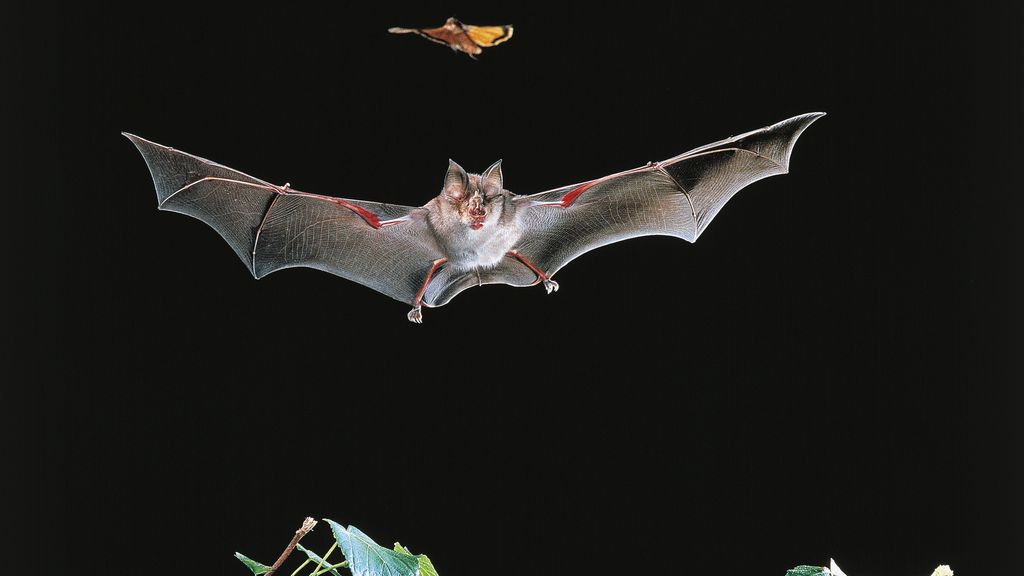 Notorious Hoyt Sherman bats get the boot - Axios Des Moines