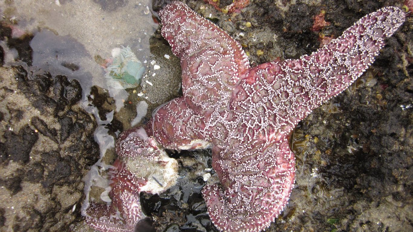 Sea stars return to California after devastating die-off