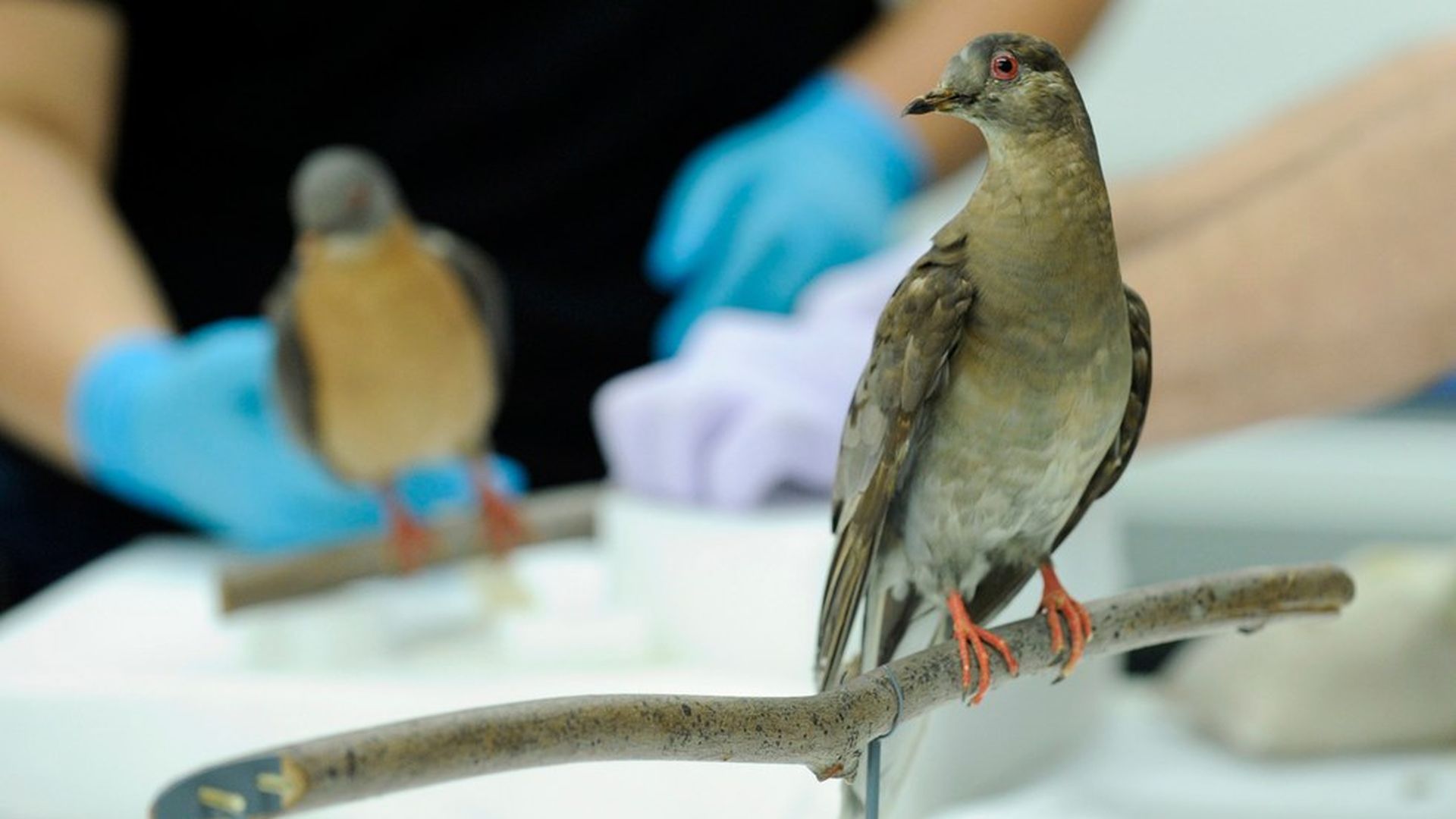 How evolution shaped passenger pigeons' DNA — and their fate