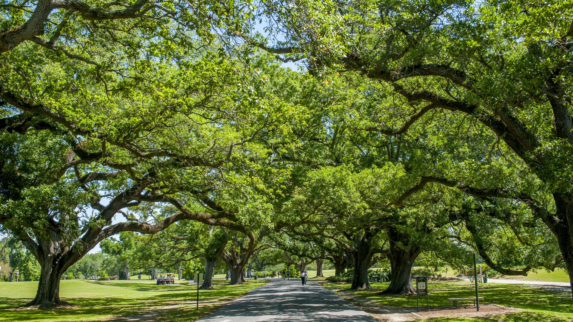 New Orleans' tree canopy shrinking amid severe weather - Axios New Orleans