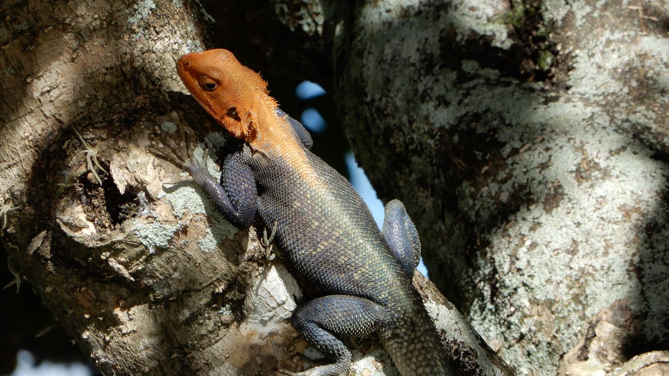 Rainbow lizard population is exploding in Miami - Axios Miami