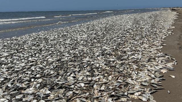 Dead fish wash up along Texas Gulf Coast