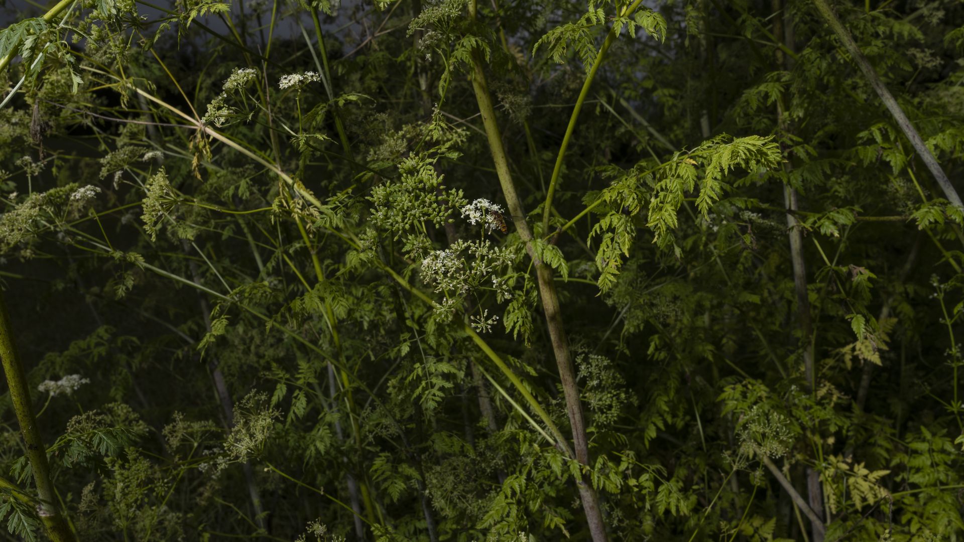 Deadly poison hemlock plant is blooming across Virginia - Axios Richmond