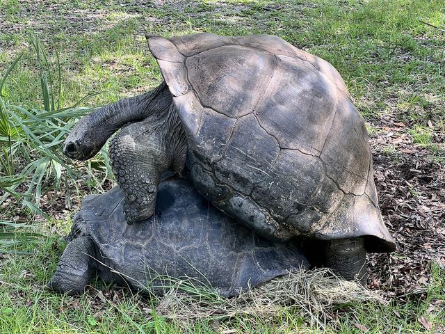 Galapagos tortoise becomes a dad at 134. It may be a world record ...