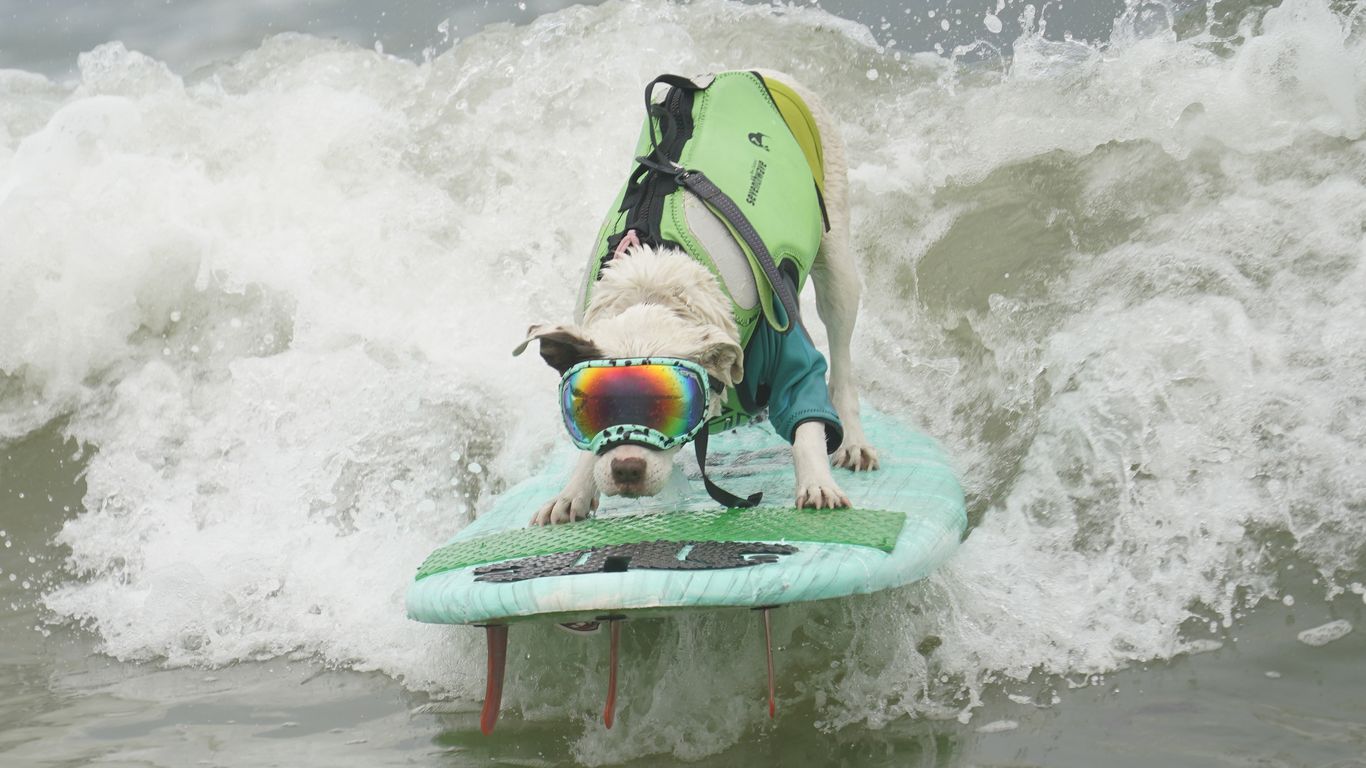 Dogs compete at World Dog Surfing Championships at Pacifica - Axios San ...