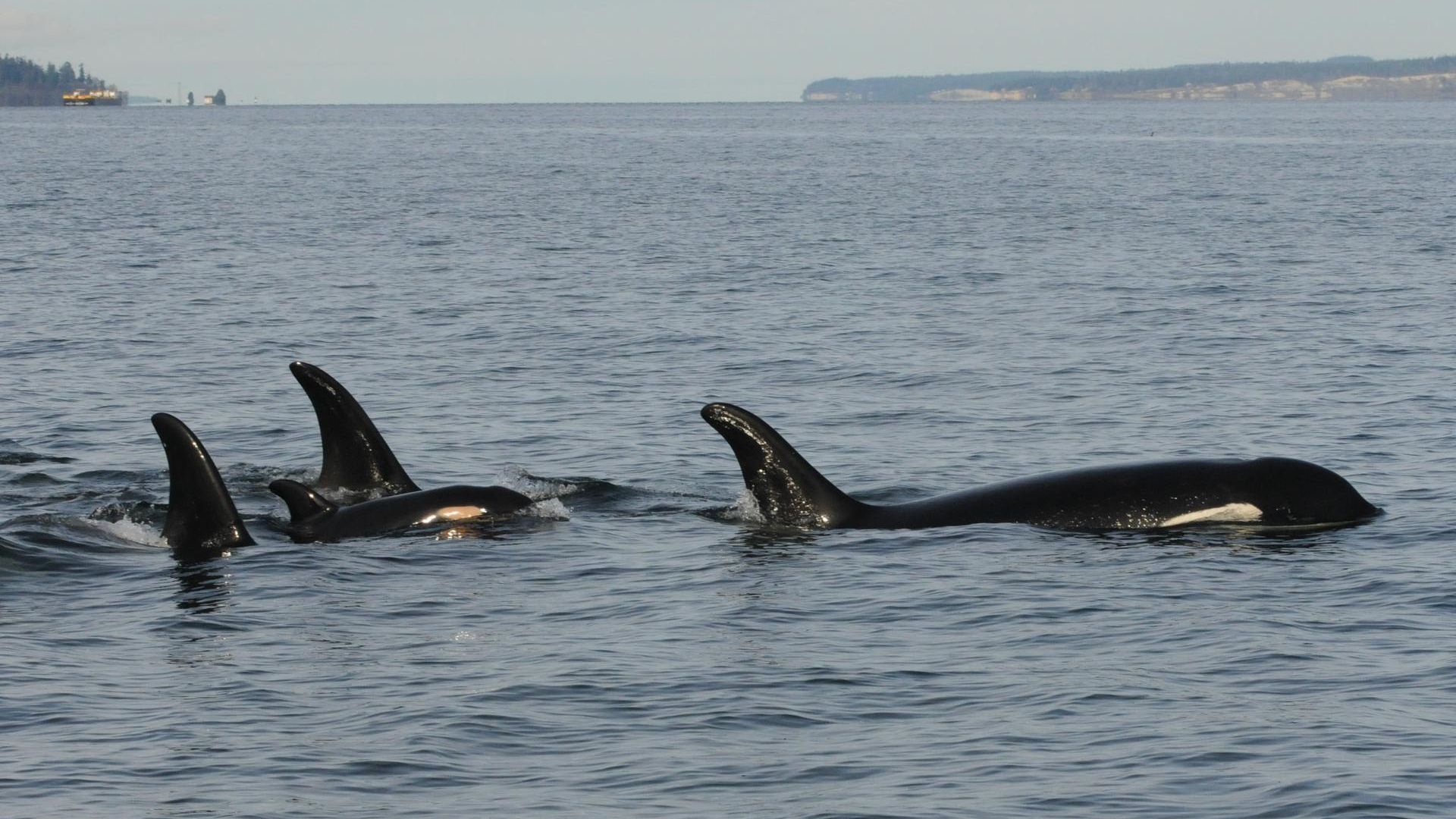 Endangered killer whales mark new year with birth and death of two ...