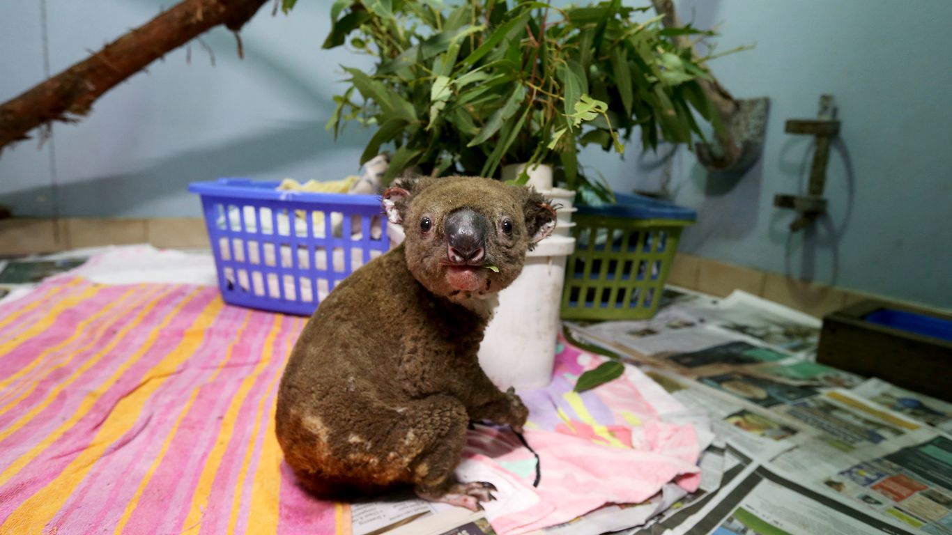 More than 1 billion animals believed dead in Australian wildfires
