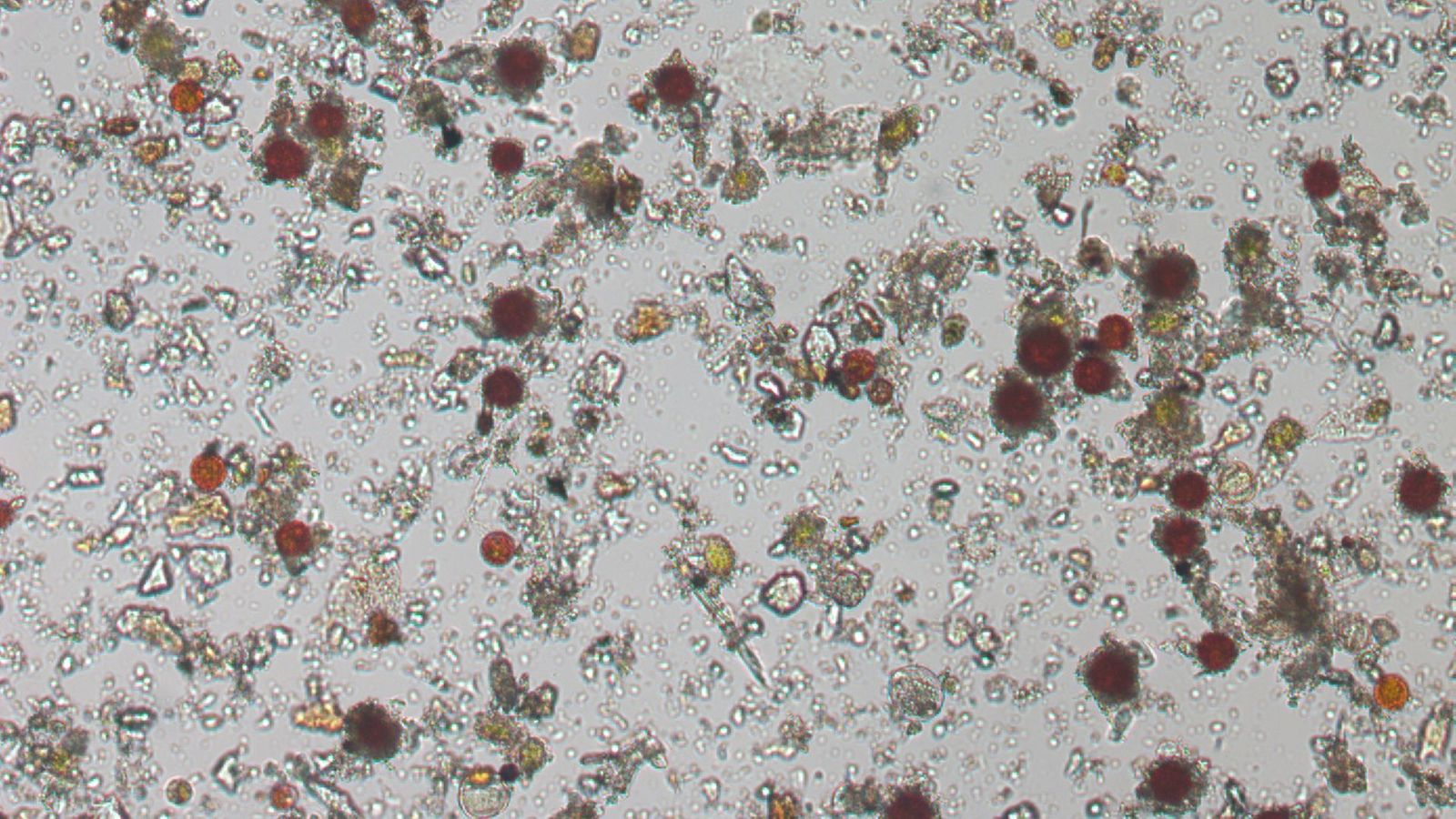 Researchers detail algae species found in French Alps "glacier blood"
