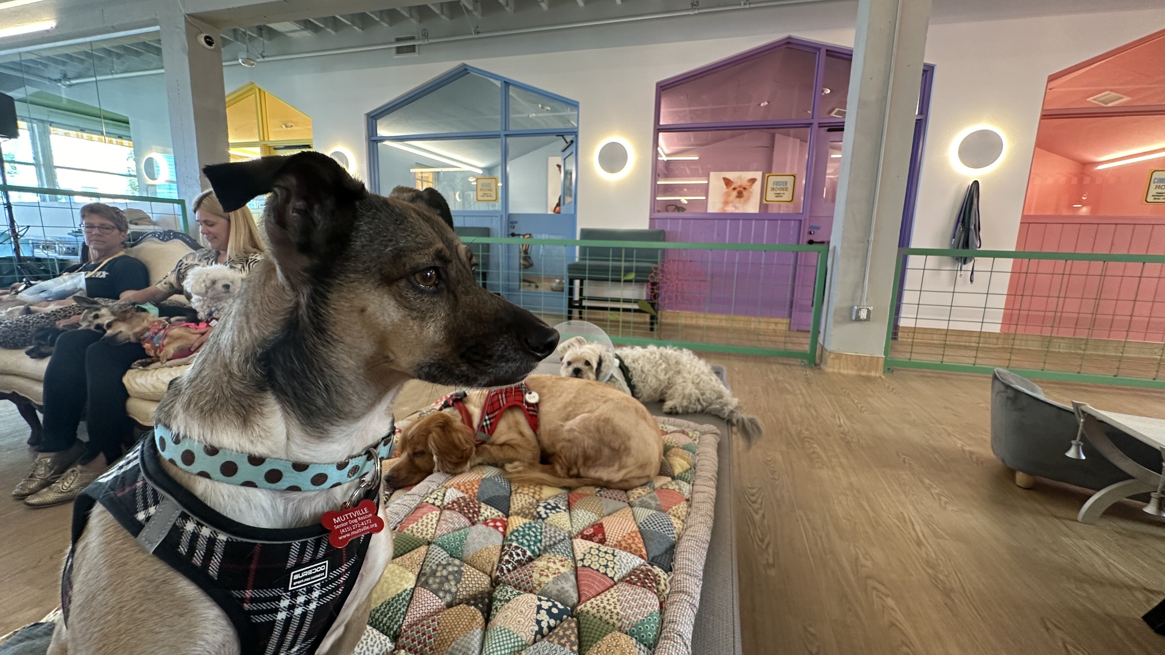 🐕 Sneak peek: Muttville's forever home - Axios San Francisco