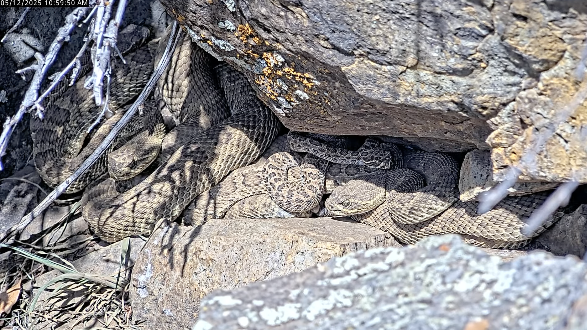 Colorado's rattlesnake "mega den" is back on livestream - Axios Denver
