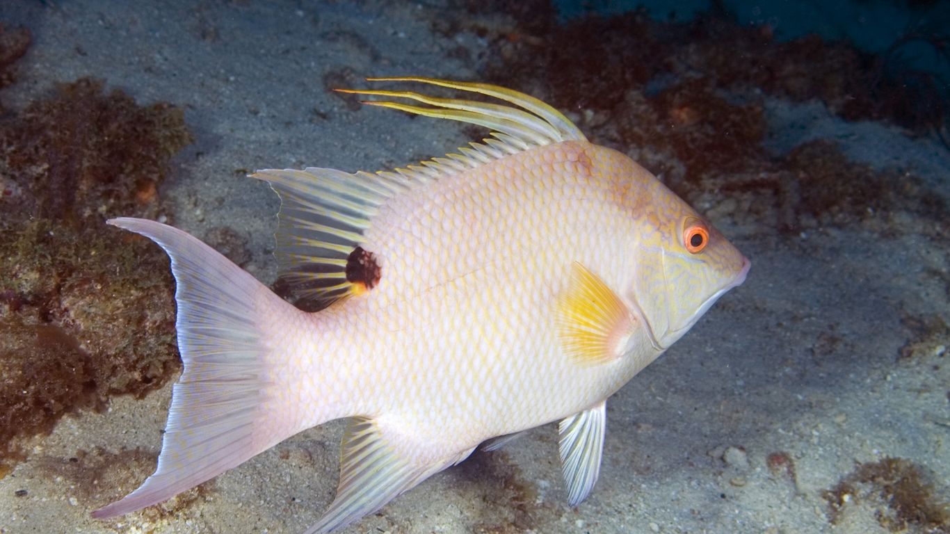 How hogfish choose their color - Axios Miami