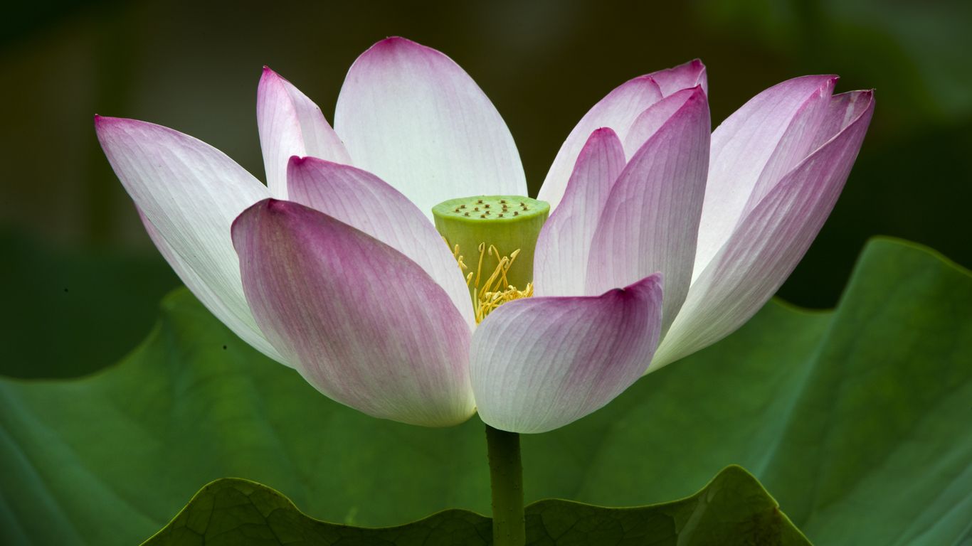Lotus in bloom - Axios Washington D.C.