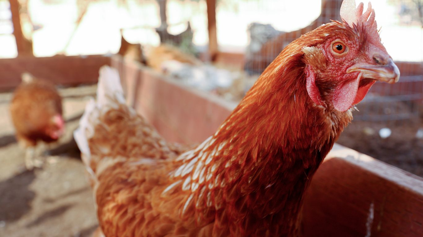 Experts raise bird flu concerns
