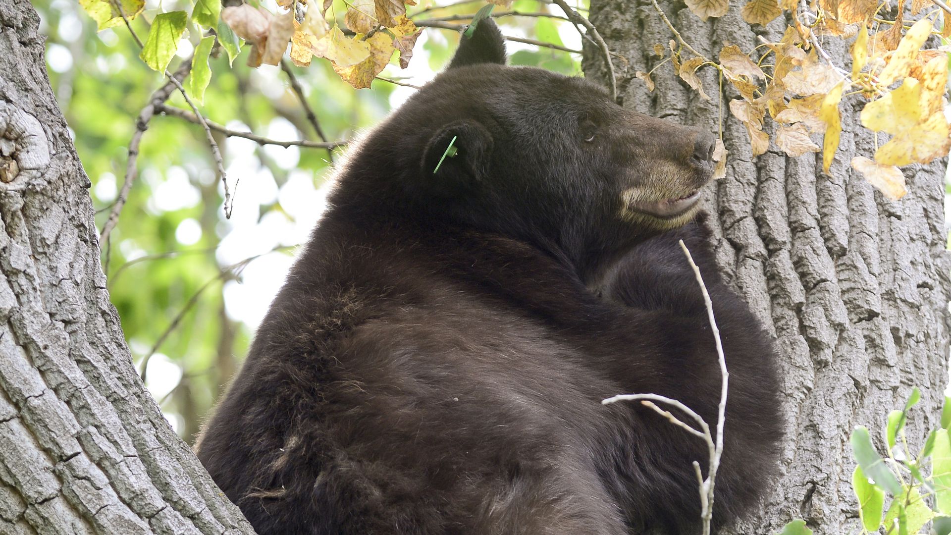 Colorado bear activity reaches 5-year high - Axios Boulder