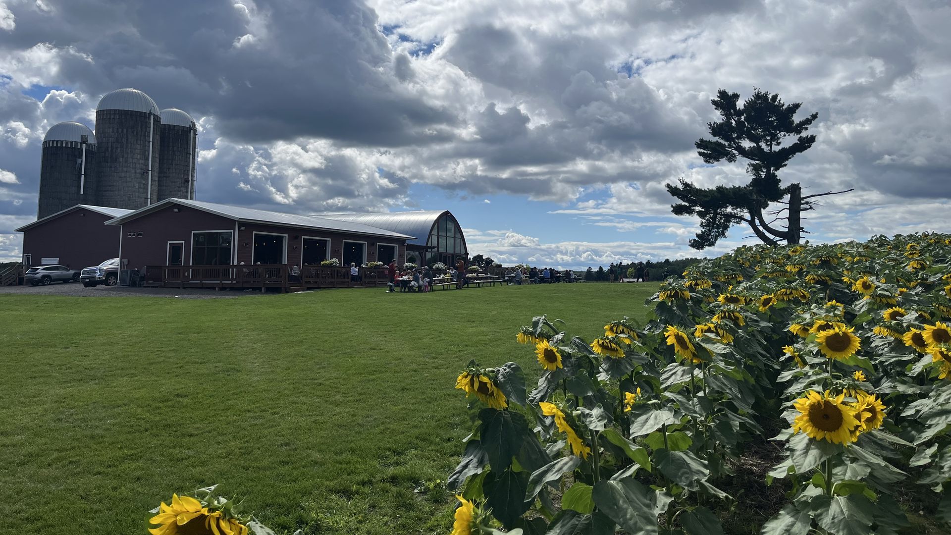 Perlick Distillery in Sarona Wisconsin has cocktails and a sunflower ...