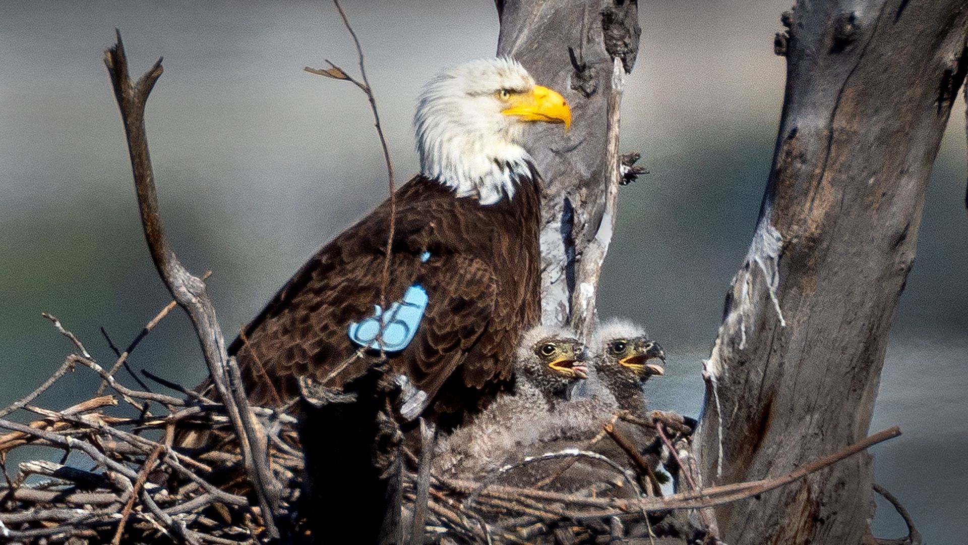 Bald eagle officially U.S. national bird after Biden signs bill into law