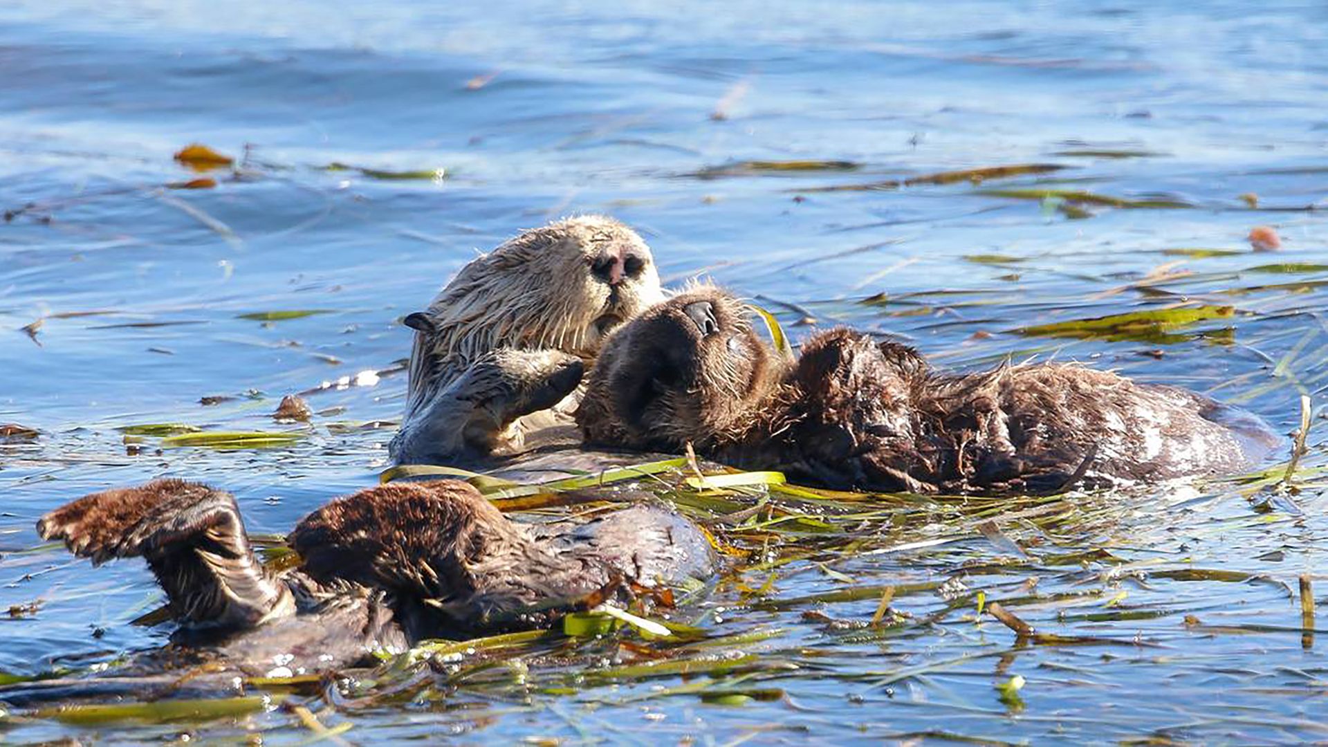 Oregon tribes move closer to reintroducing sea otters - Axios Portland