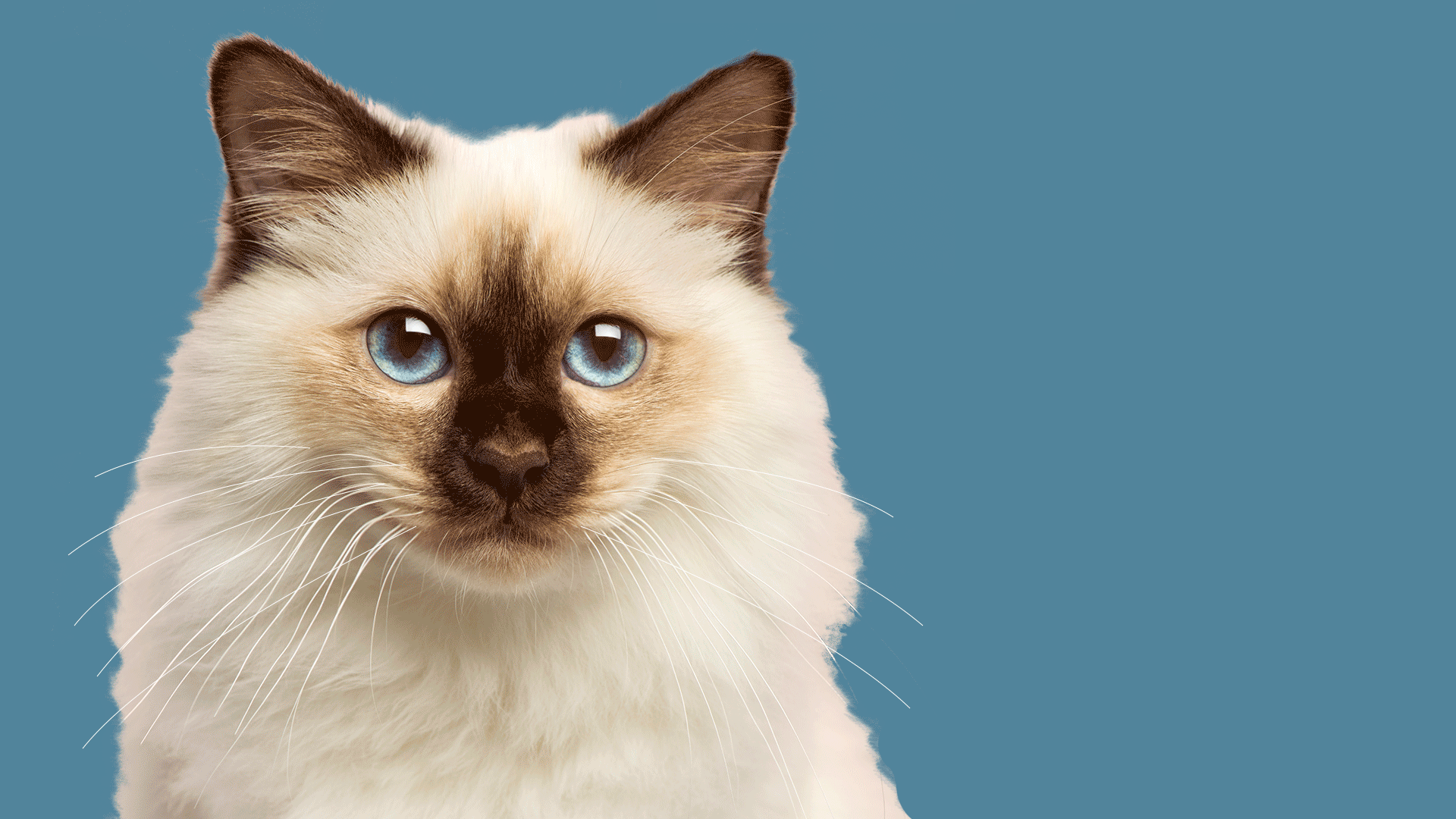 St. Paul's first cat tour to launch in June - Axios Twin Cities