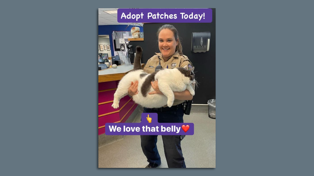 See the enormous 40-pound Richmond cat that got adopted in virtually no ...