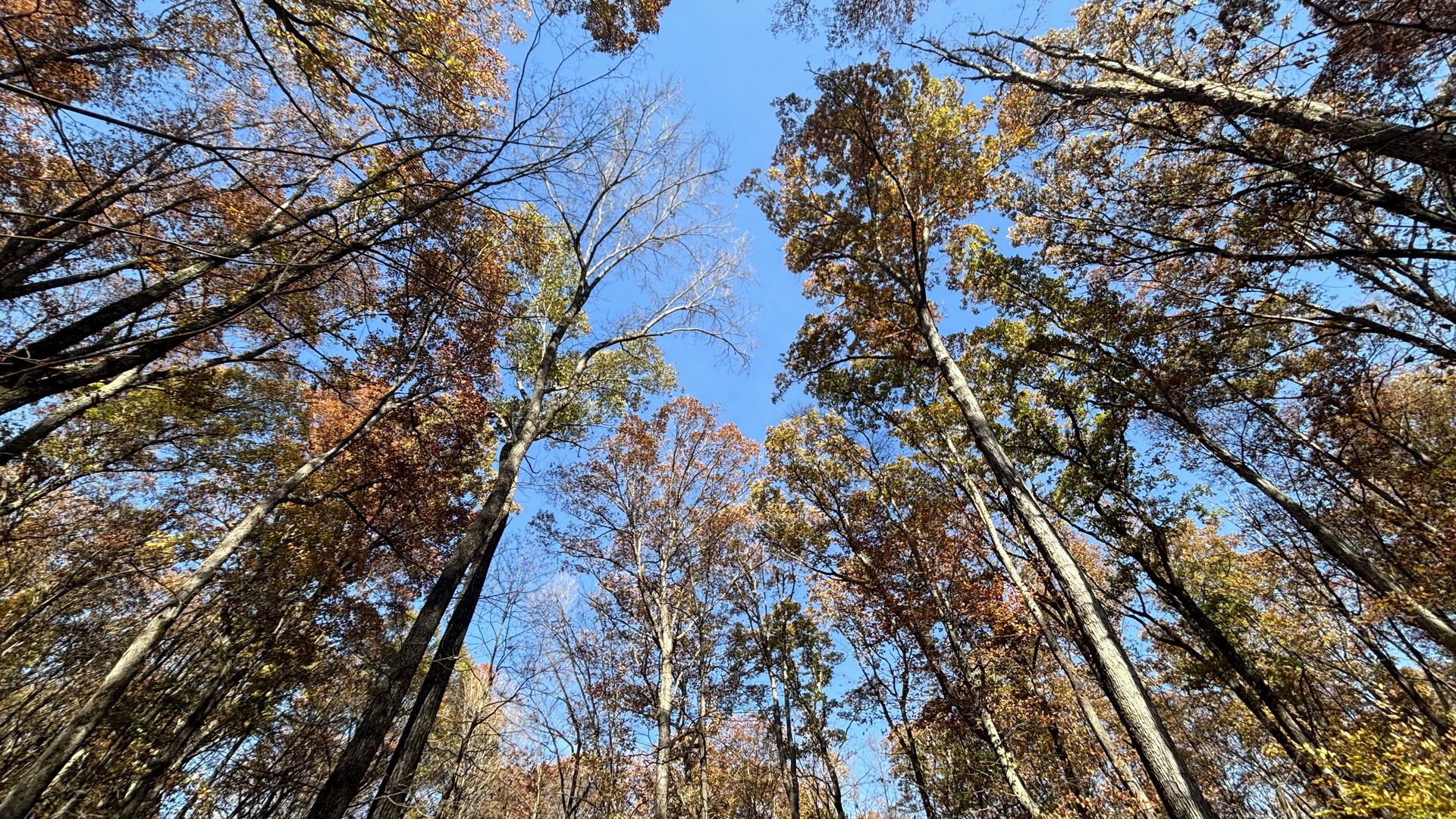 The best places to see leaves in Indiana this fall - Axios Indianapolis