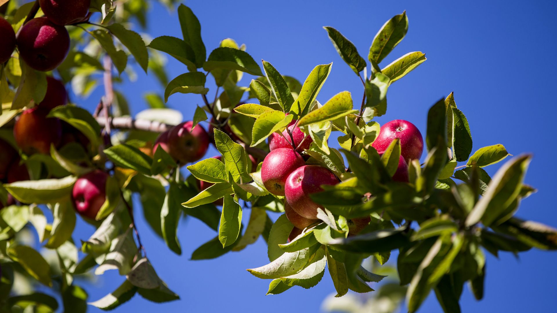 Where to pick your own apples near Columbus, Ohio - Axios Columbus