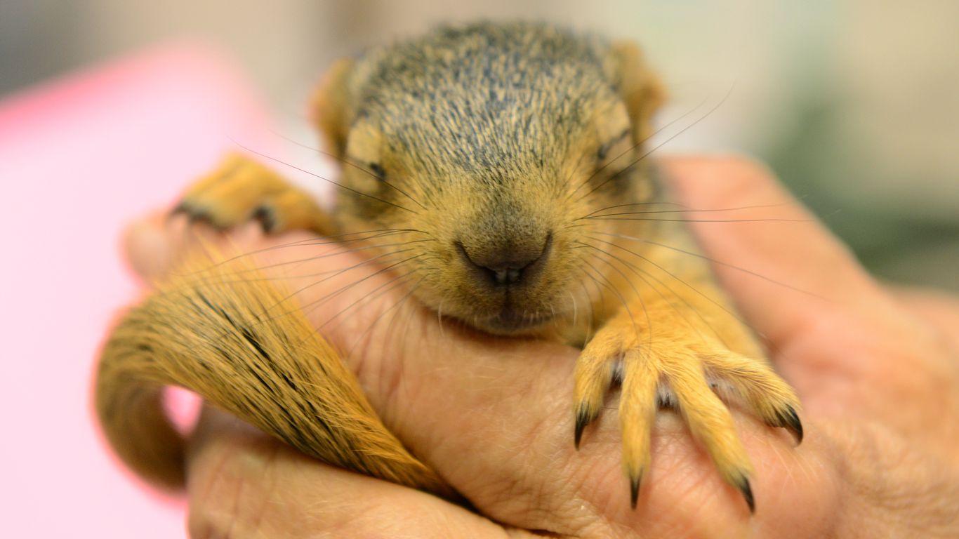 Boulder County's Greenwood Wildlife Rehabilitation Center shatters intake numbers - Axios Boulder