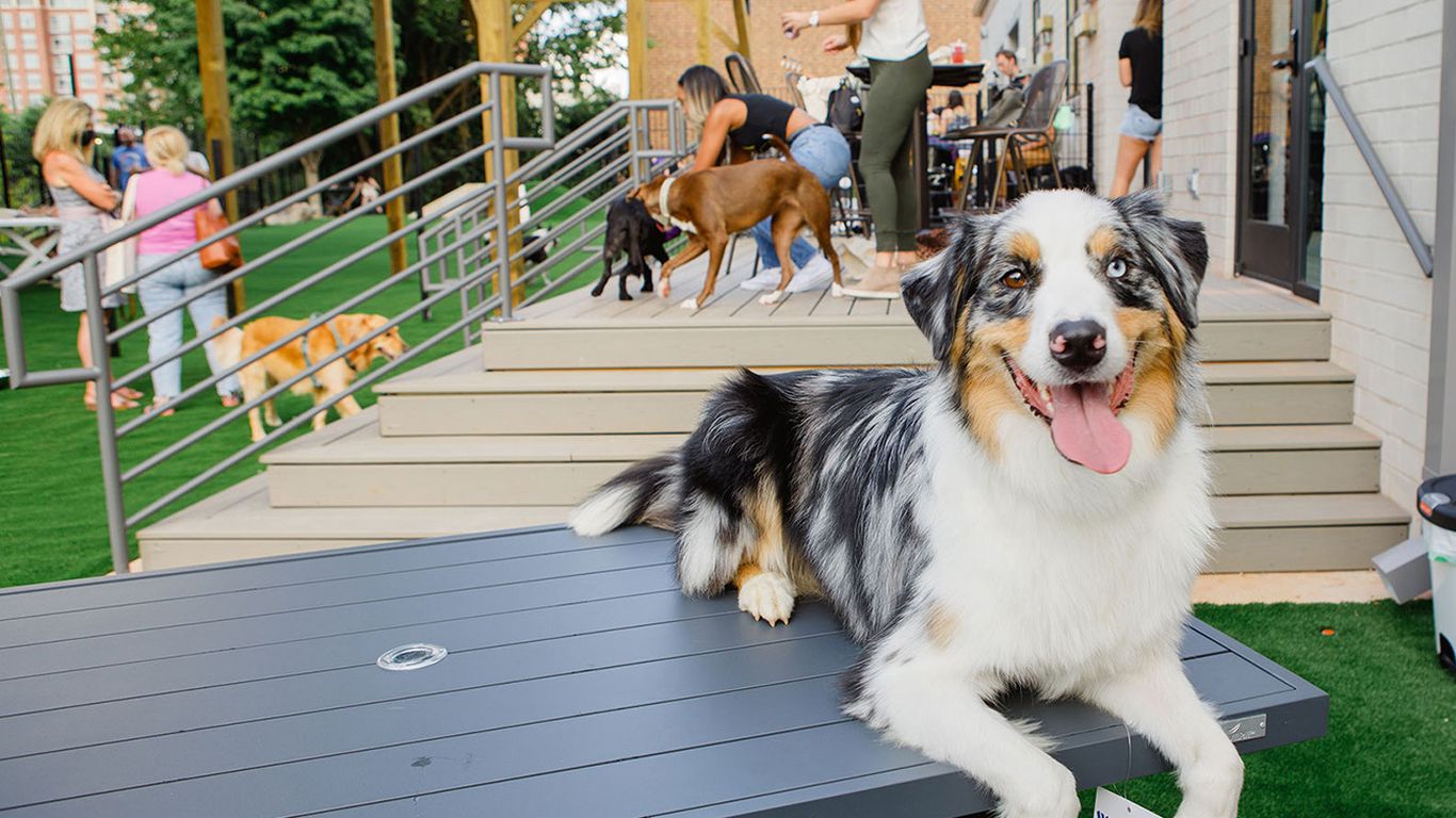 Weekender: 24 things to do in Charlotte this weekend including activities for you and your pup ...