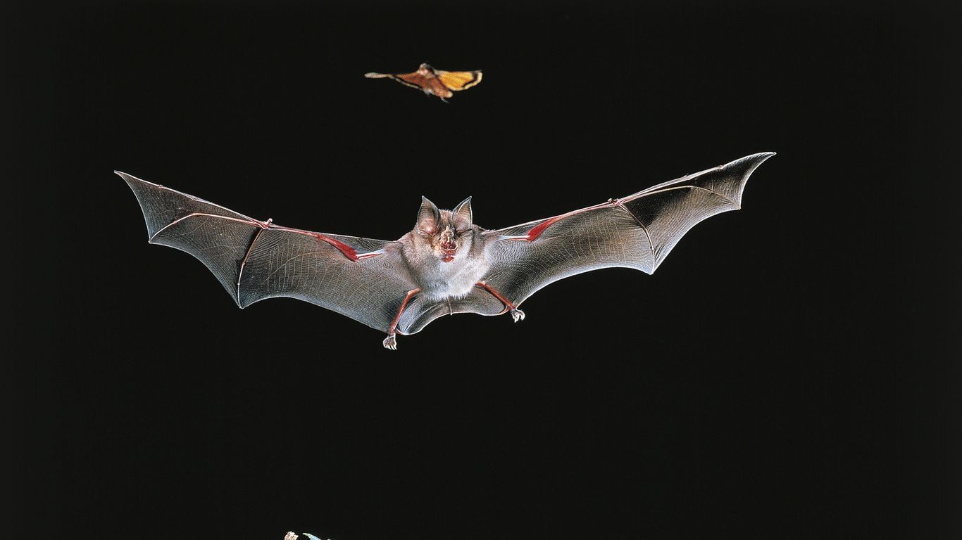 Notorious Hoyt Sherman bats get the boot - Axios Des Moines