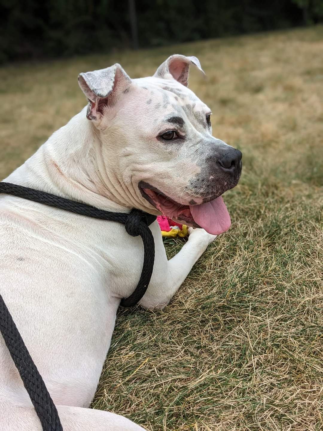 Creature Feature: Meet Morris, a patio-loving, adoptable dog in ...