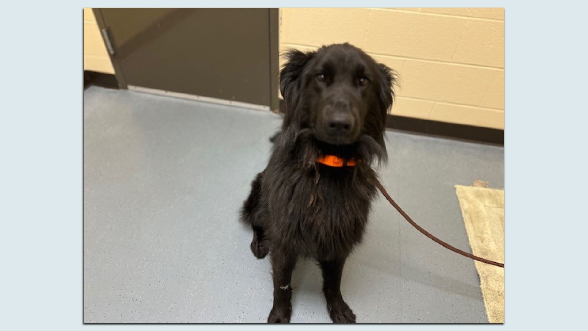 Adoptable dogs at Denver Animal Shelter - Axios Denver