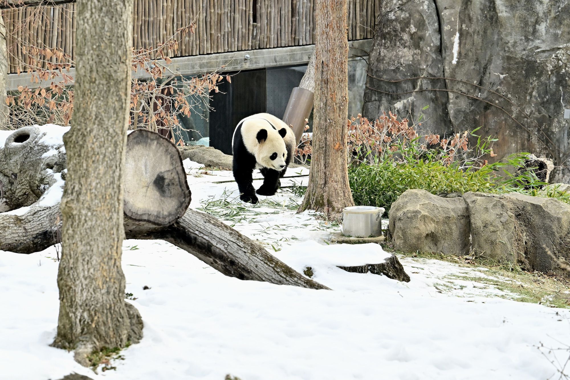 Giant pandas debut at DC National Zoo: How to see Bao Li, Qing Bao - Axios Washington D.C.