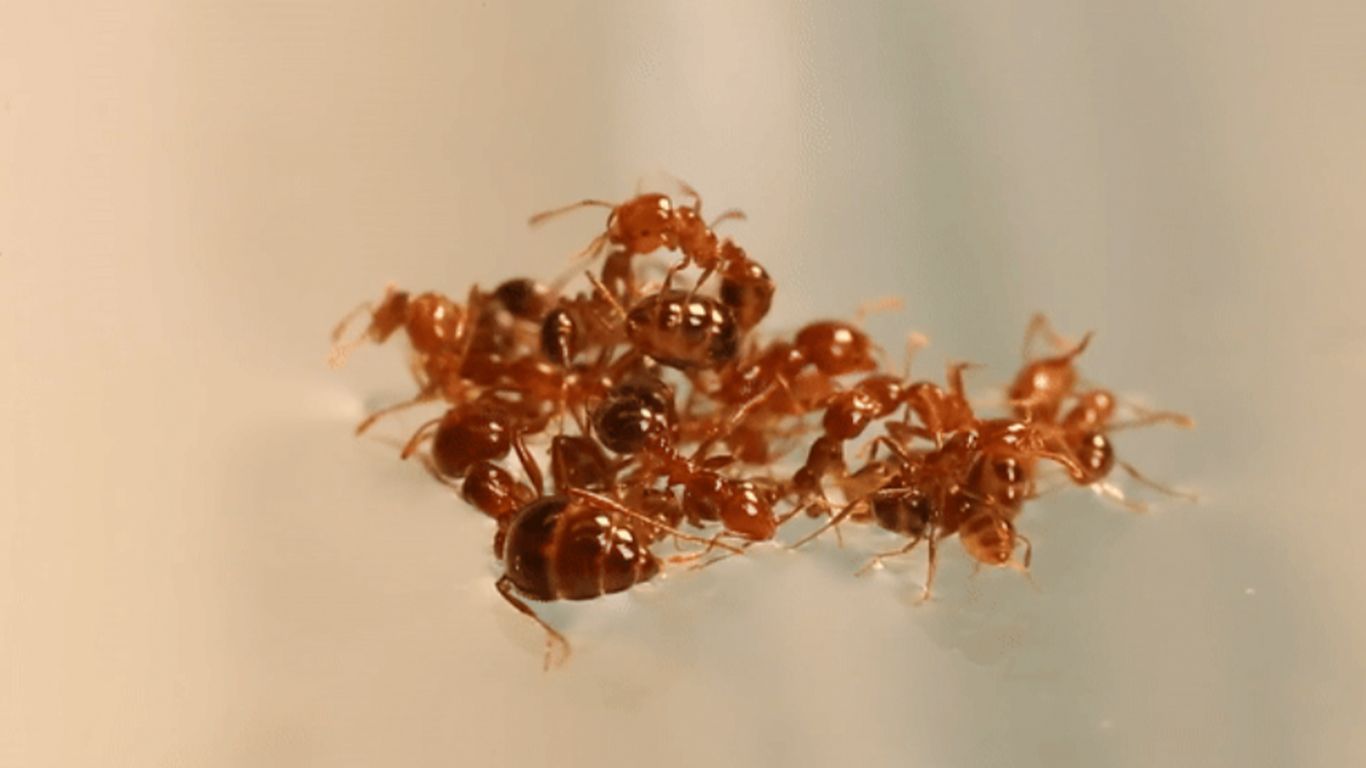 Venomous, floating fire ants are invading Virginia - Axios Richmond