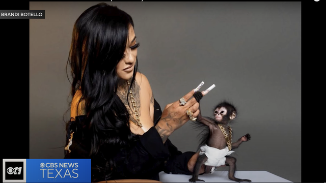 Spider monkey confiscated after Dallas crash and social media ...