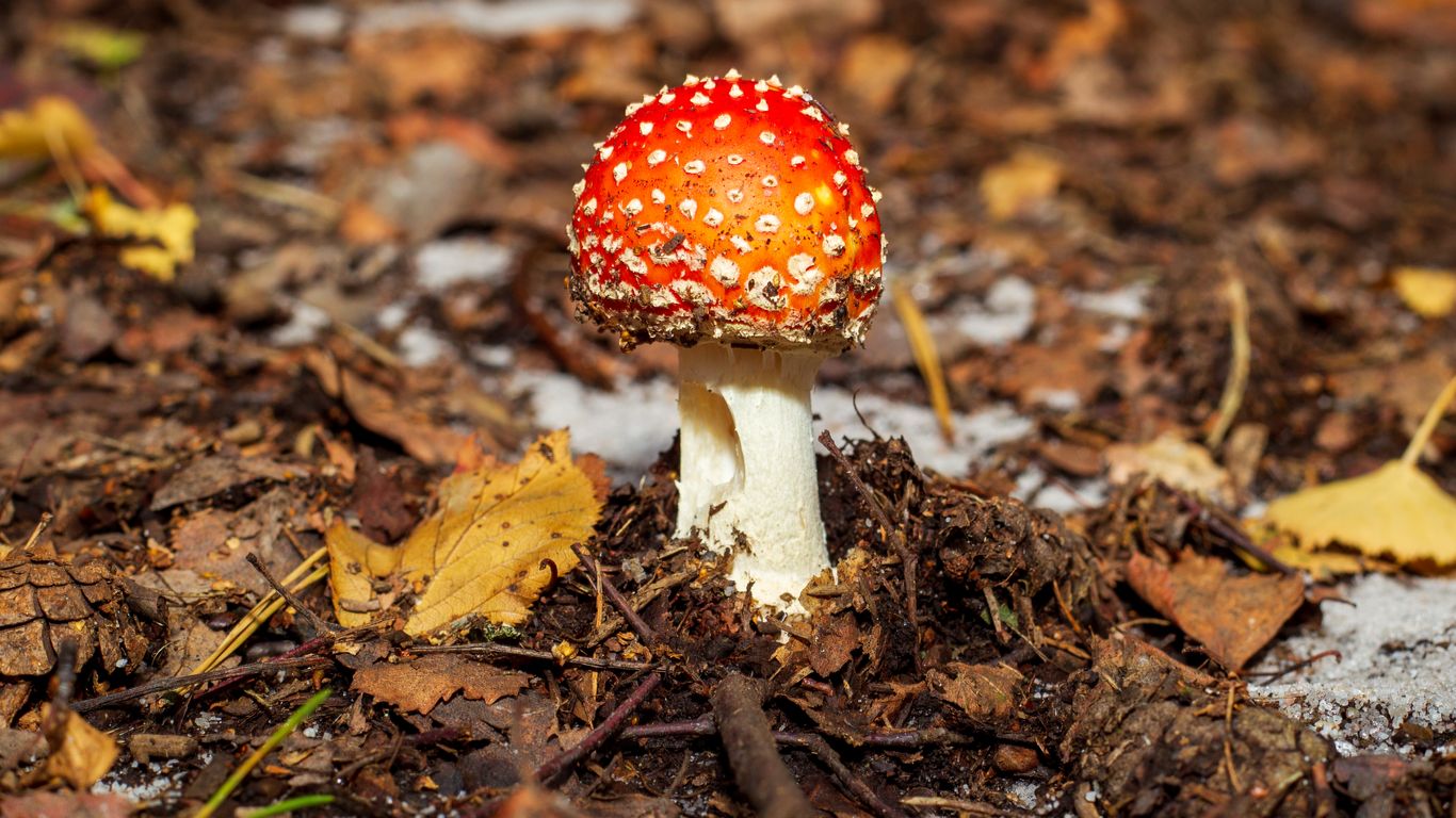 Hallucinogenic mushrooms offer Washingtonians relief - Axios Washington ...