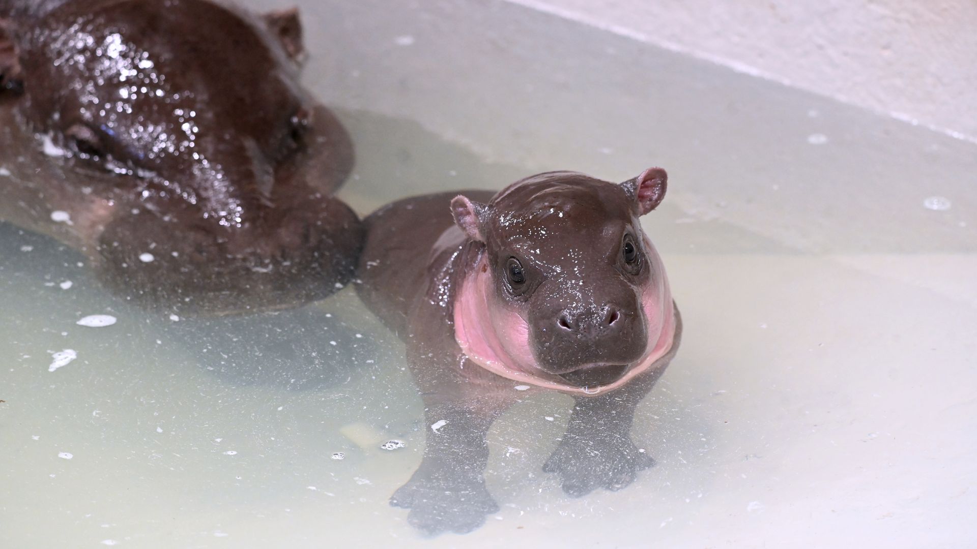Richmond's viral pygmy hippo has a "Poppy Cam" livestream - Axios Richmond