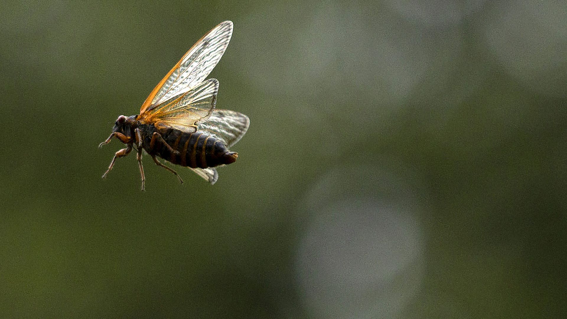 Chicago's impending cicada emergence - Axios Chicago