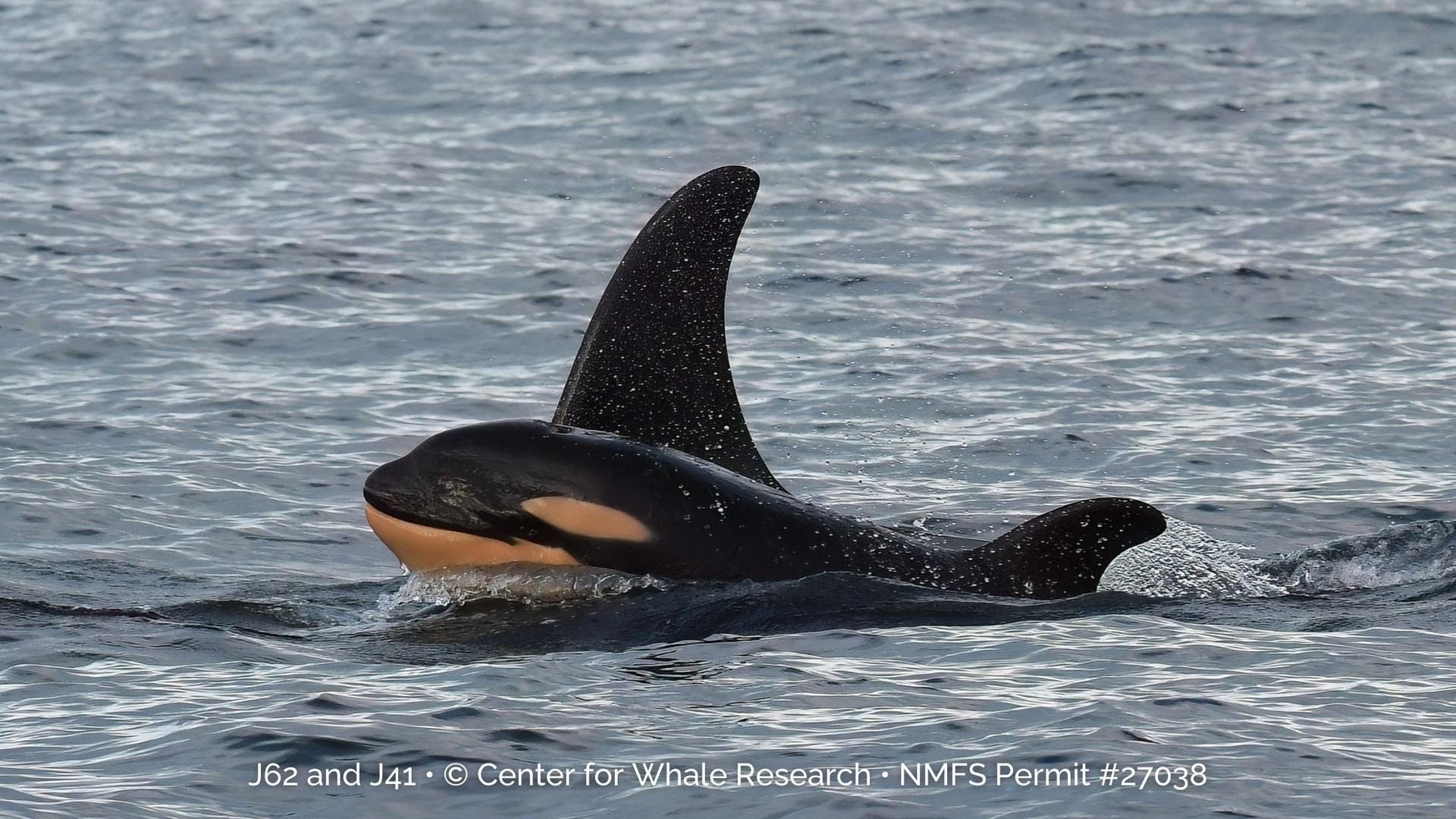 Rare newborn orca calf spotted swimming with pod - Axios Seattle